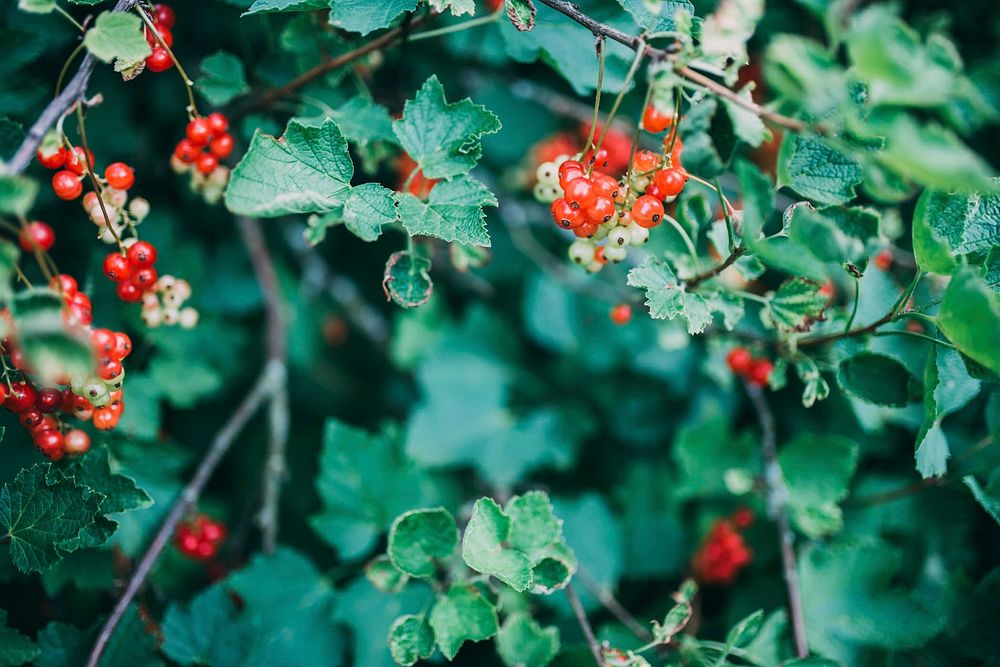 Berry Bush in the Summer | Free Photo - rawpixel