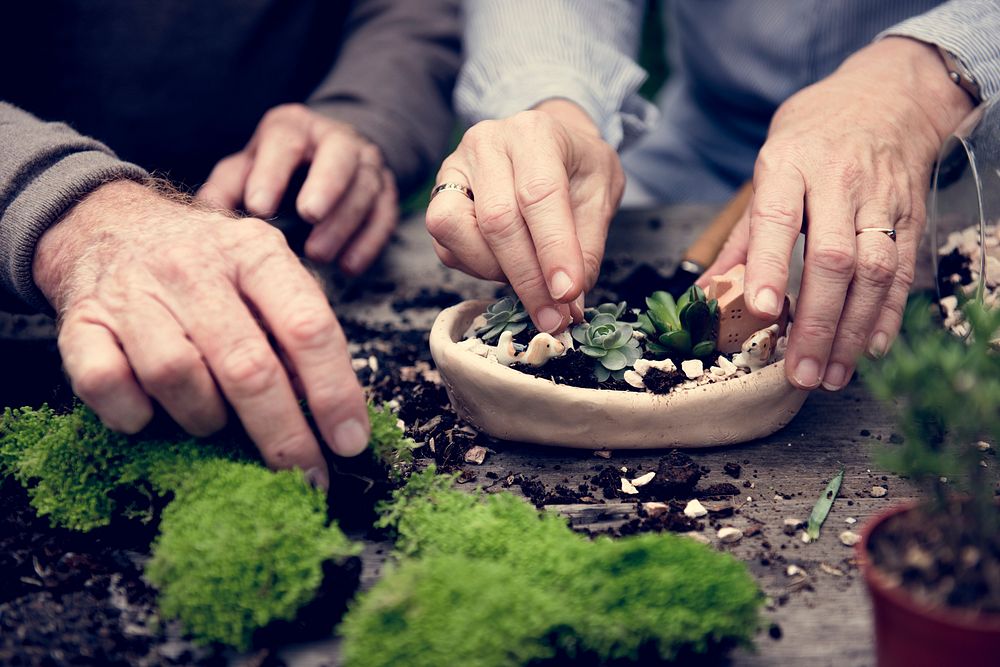 Terrarium Miniature Botanical Horticulture Grow | Premium Photo - rawpixel