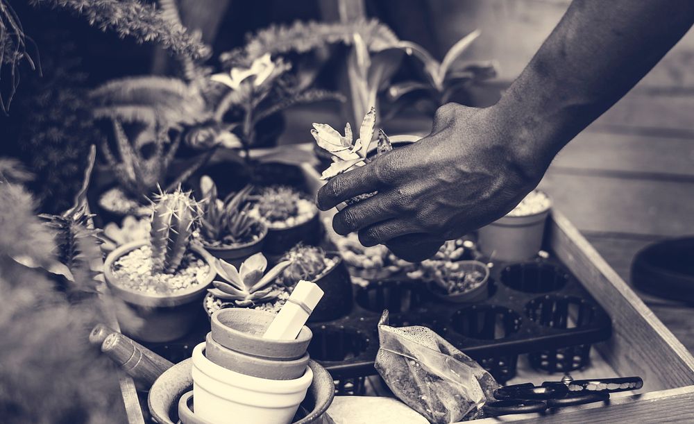 House Plant Ecology Environment Present | Premium Photo - rawpixel