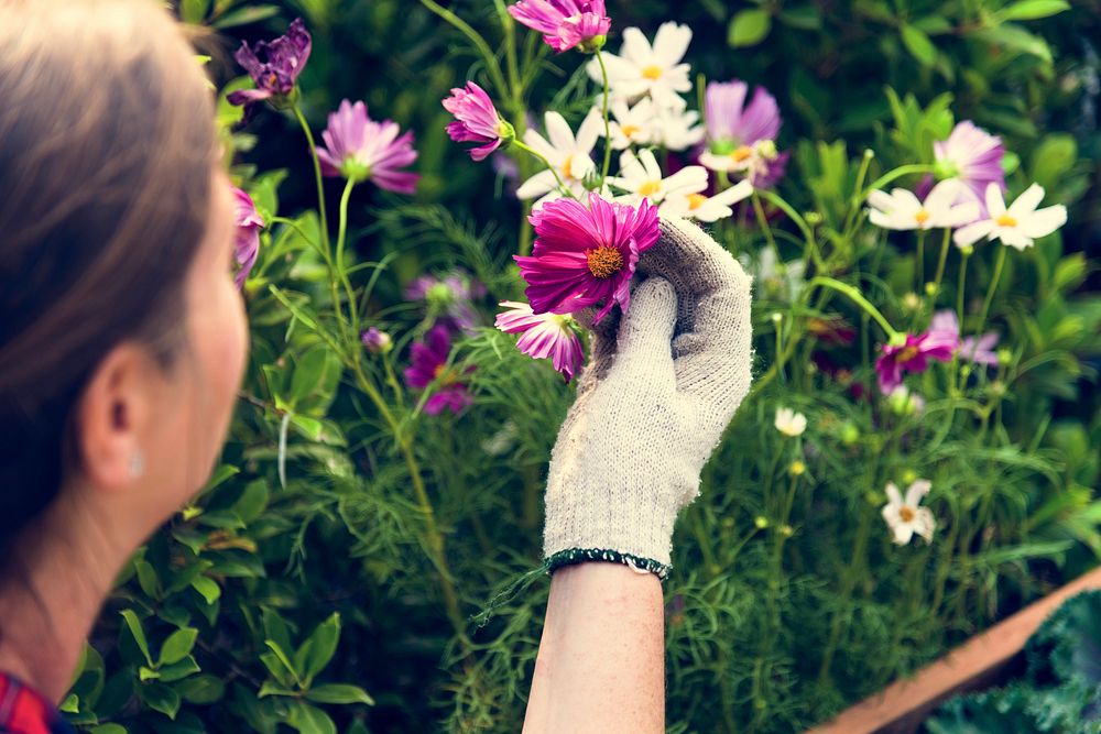 Woman picking flower in the garden | Premium Photo - rawpixel