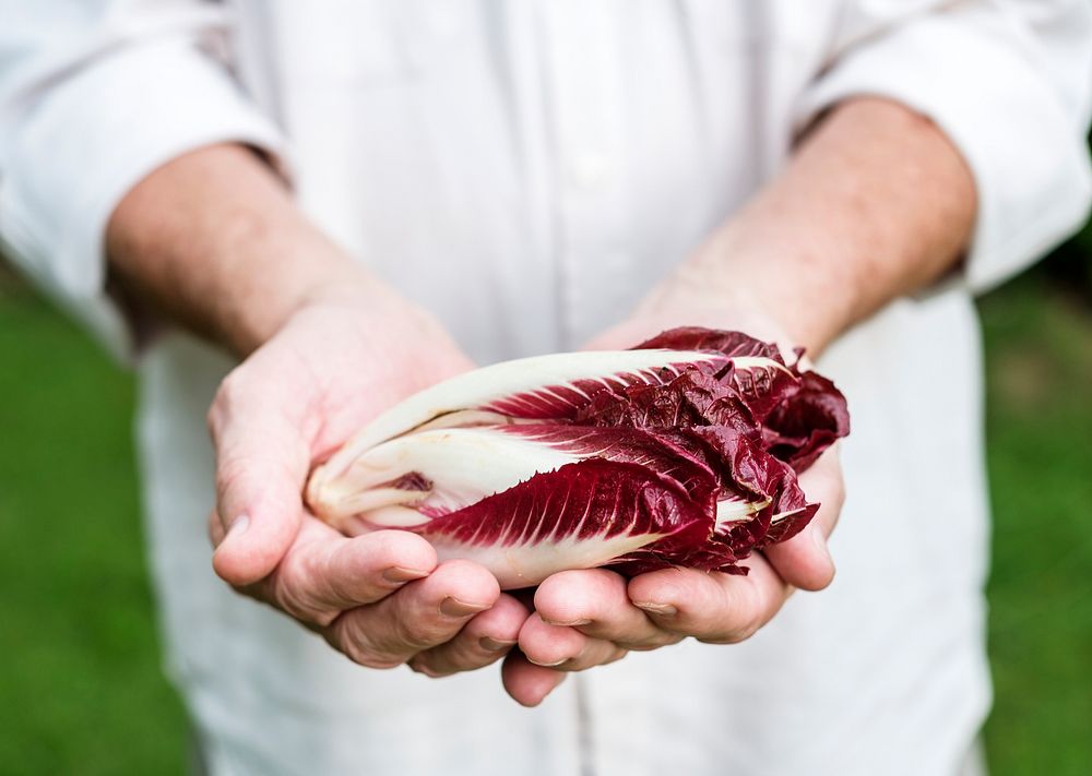 Fresh treviso radicchio vegetable | Free Photo - rawpixel