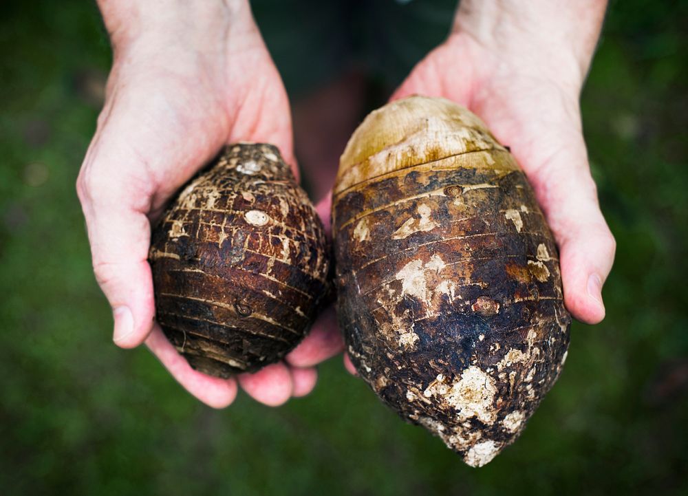 Fresh raw taro | Premium Photo - rawpixel