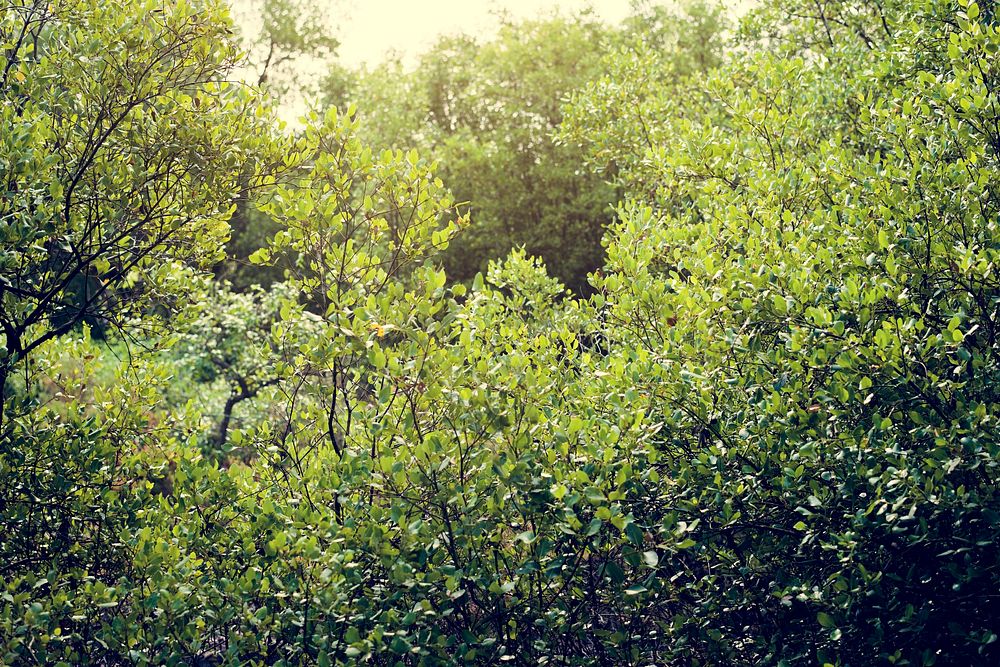 Green Lush Plants Trees Nature | Photo - rawpixel