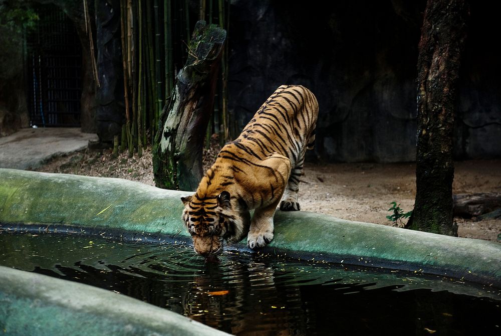 Closeup of tiger drinking water | Free Photo - rawpixel
