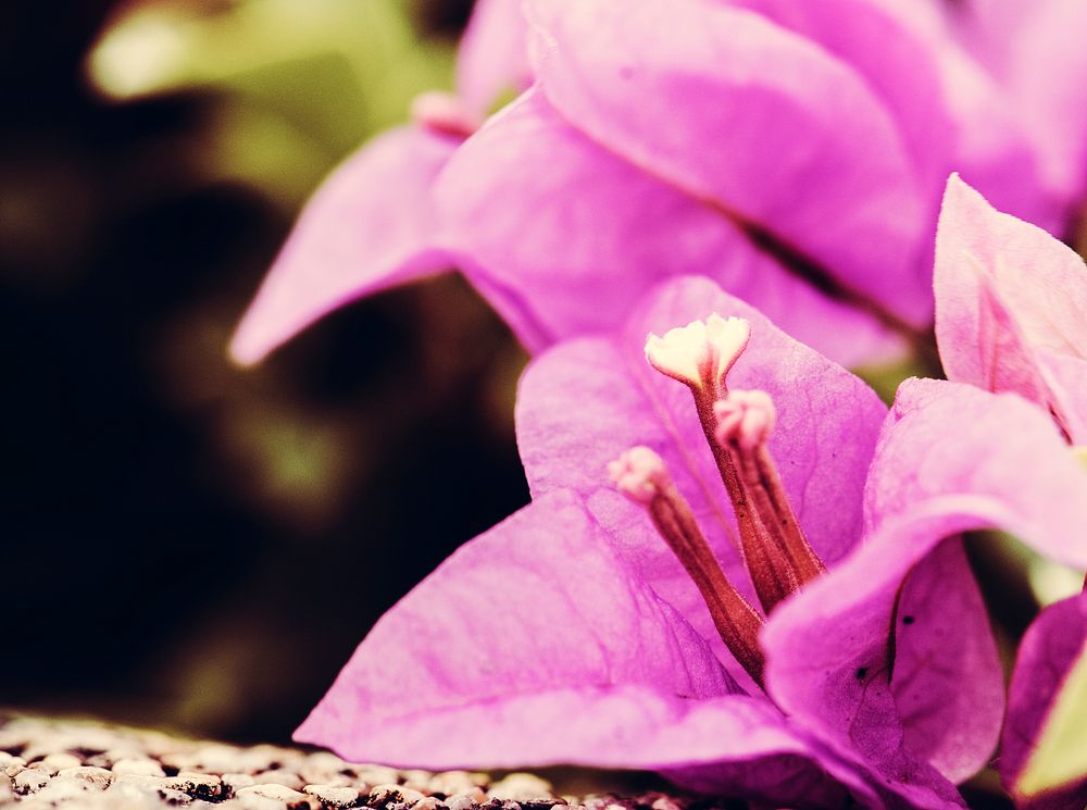 Macro real red flower nature | Premium Photo - rawpixel
