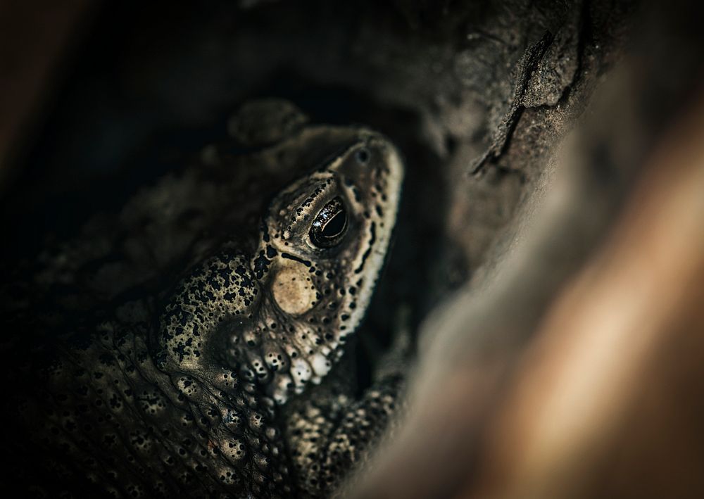 Macro shot of real toad | Free Photo - rawpixel