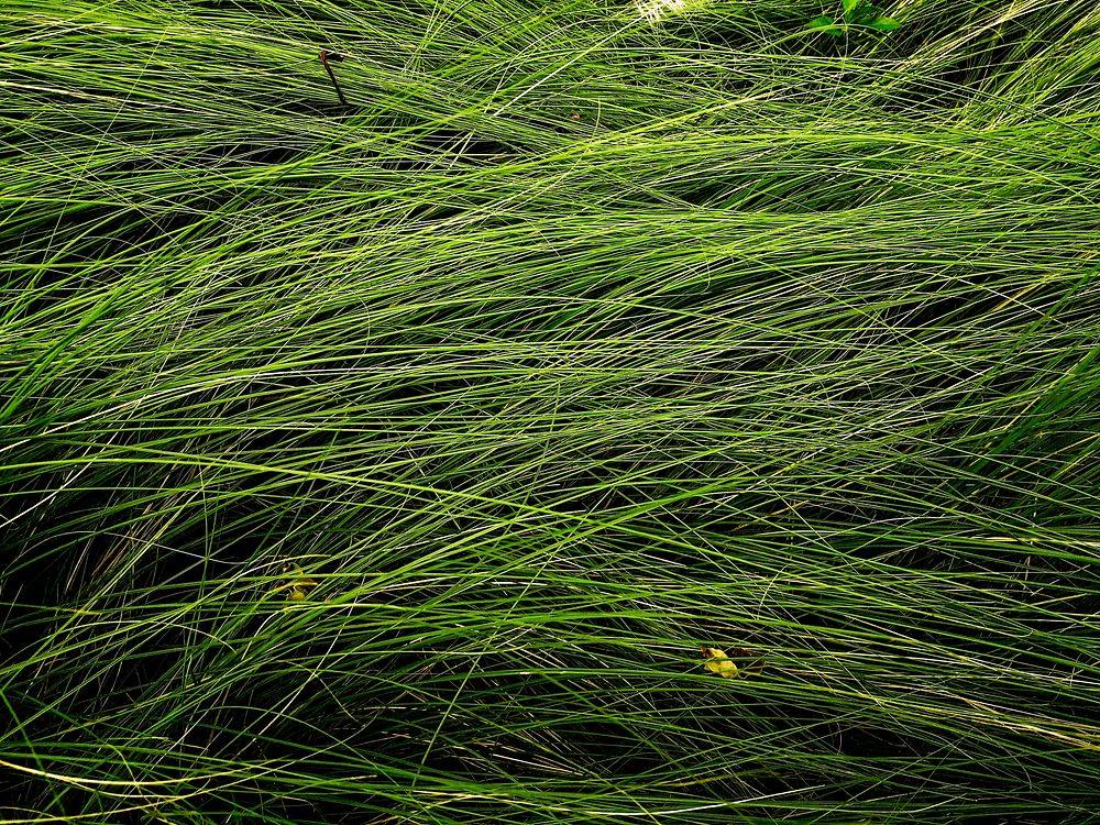 Long grass | Free Photo - rawpixel