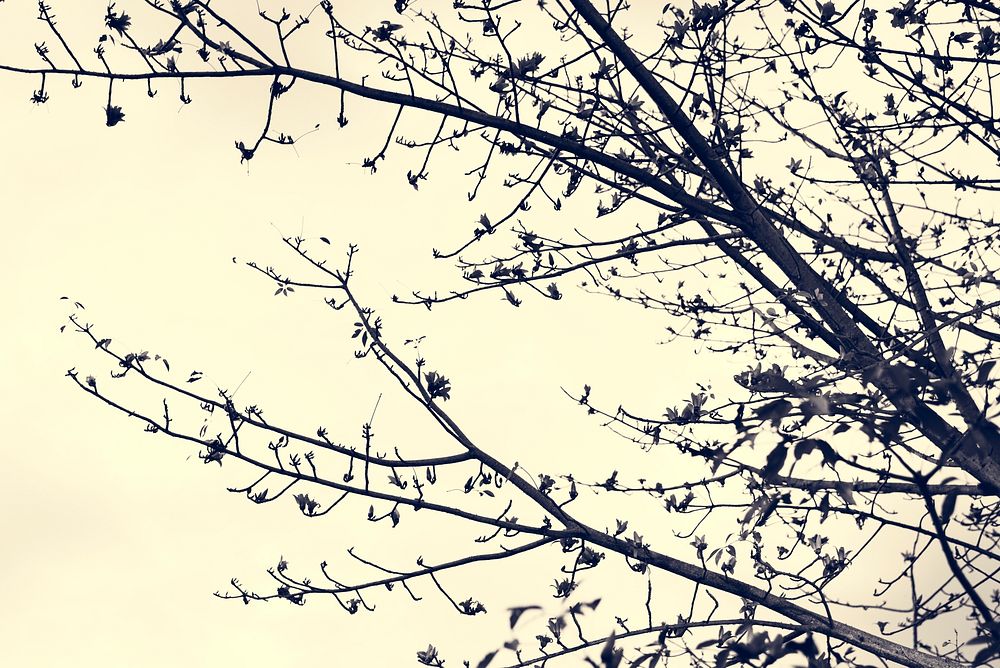 Tree Tips Branches some Flowers | Free Photo - rawpixel