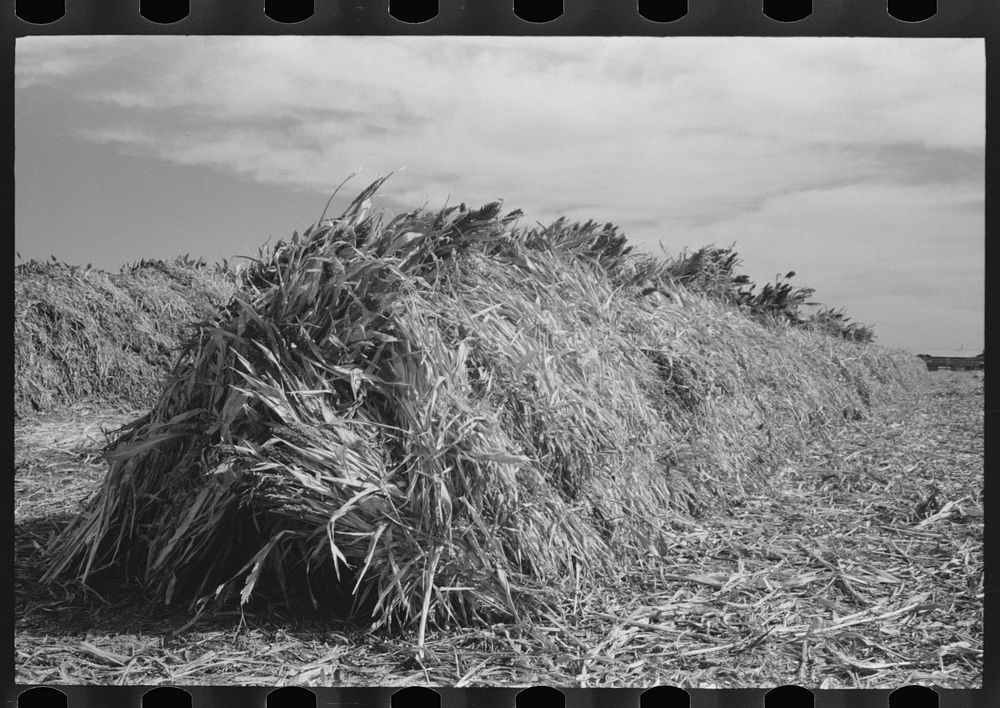 Large stack kaffir corn be | Free Photo - rawpixel