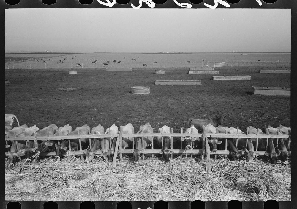 Mass feeding cows, dairy, Tom | Free Photo - rawpixel