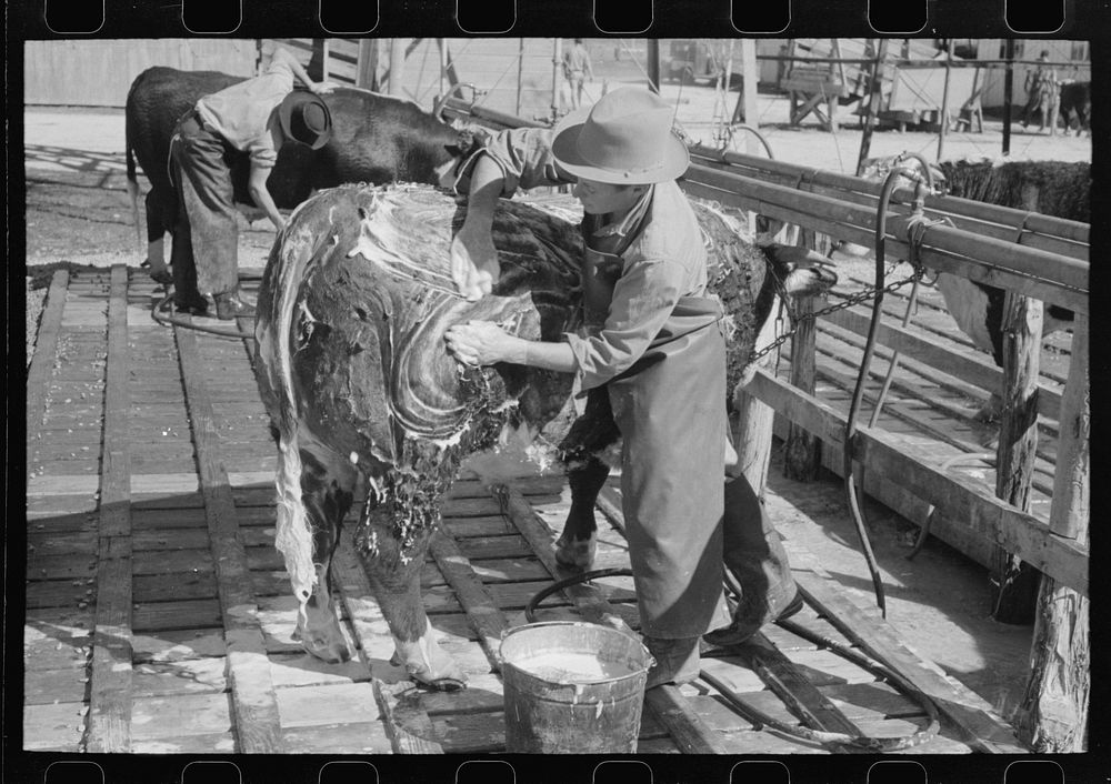 Cowboy washing Hereford steer will | Free Photo - rawpixel
