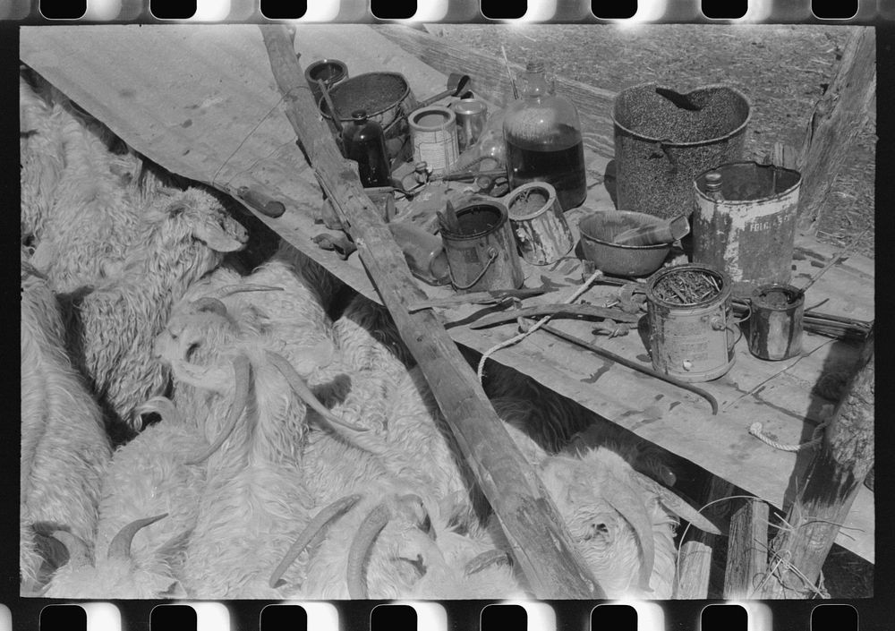 Goats and paint used for identification | Free Photo - rawpixel