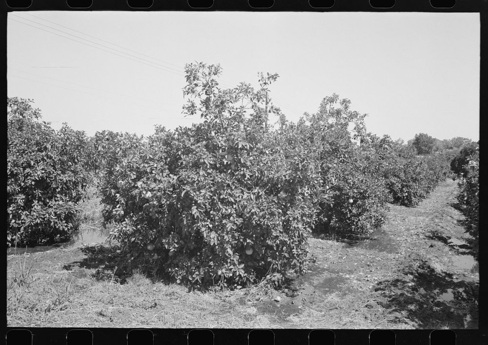 Orange trees, Maricopa County, Arizona | Free Photo - rawpixel