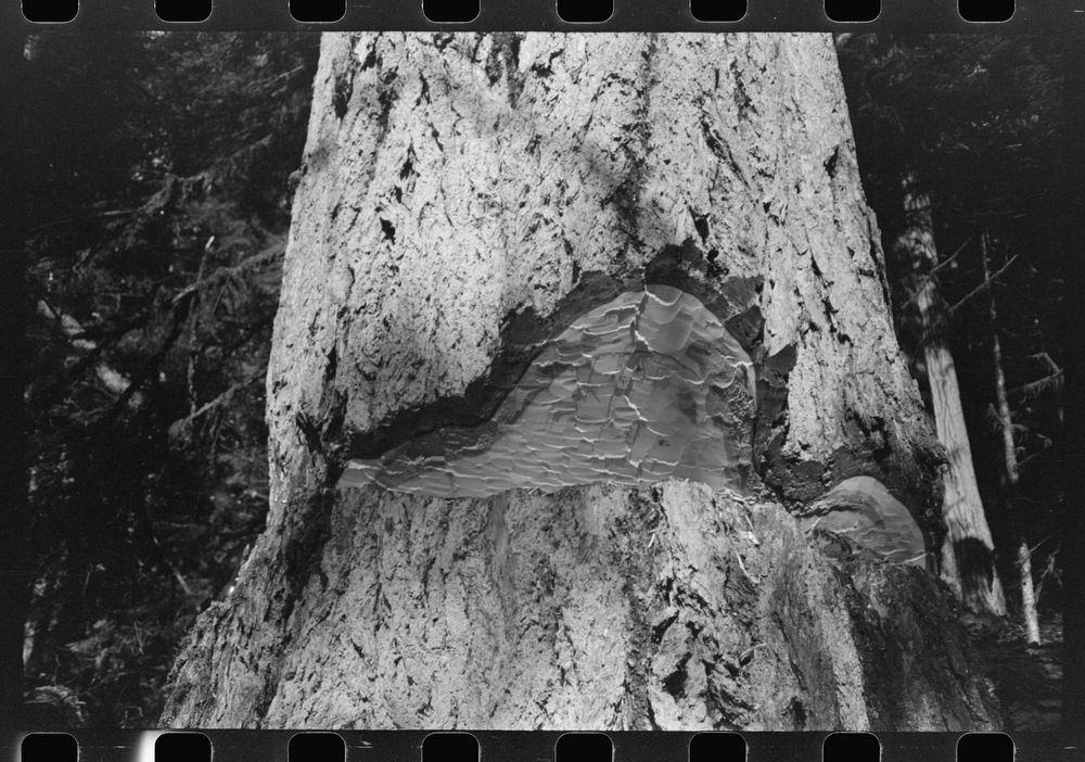 Trunk fir tree showing undercut, | Free Photo - rawpixel