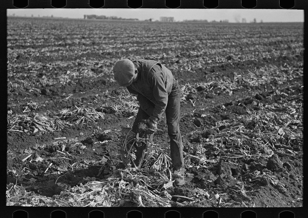 Topping sugar beets East Grand | Free Photo - rawpixel