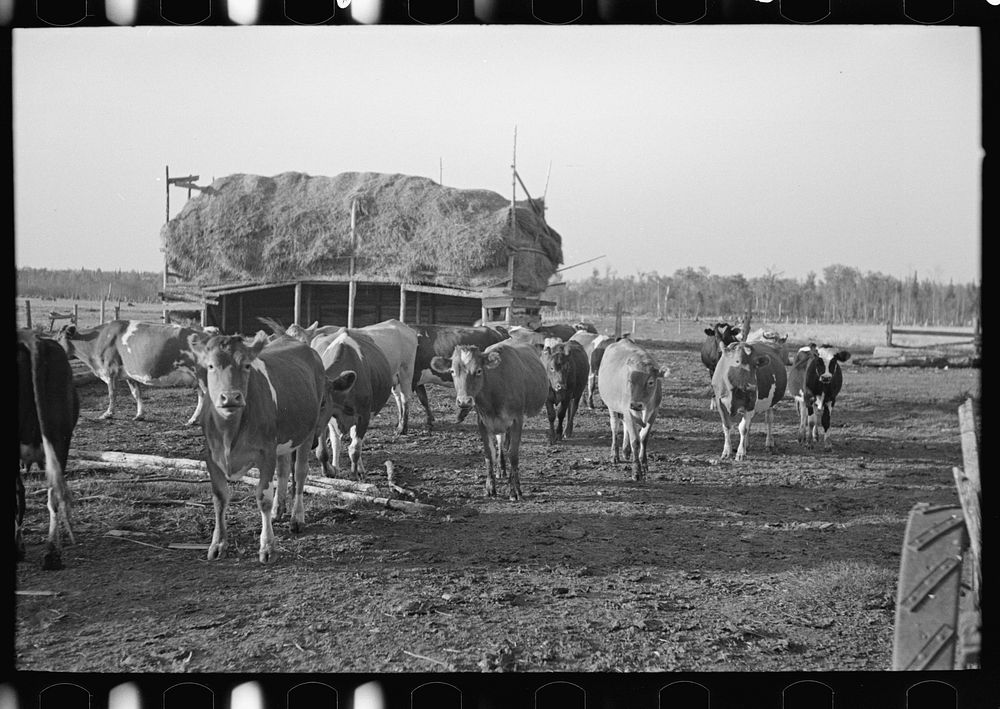Herd cattle straw barn background | Free Photo - rawpixel
