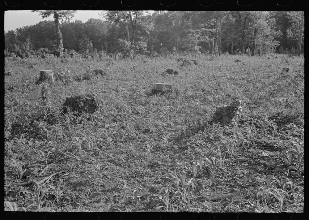 Corn growing freshly cut-over land, | Free Photo - rawpixel
