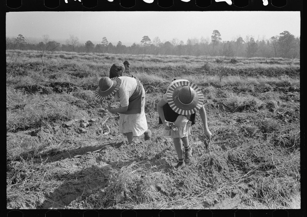 Children sharecropper picking sweet potatoes | Free Photo - rawpixel