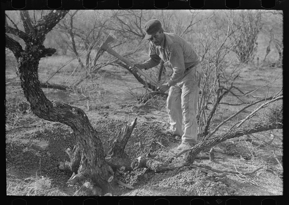Mexican grubbing mesquite tree, El | Free Photo - rawpixel