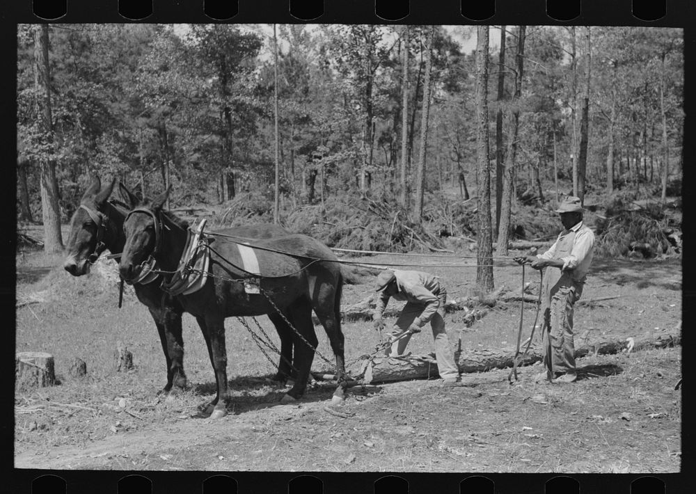 Getting ready snake log land | Free Photo - rawpixel