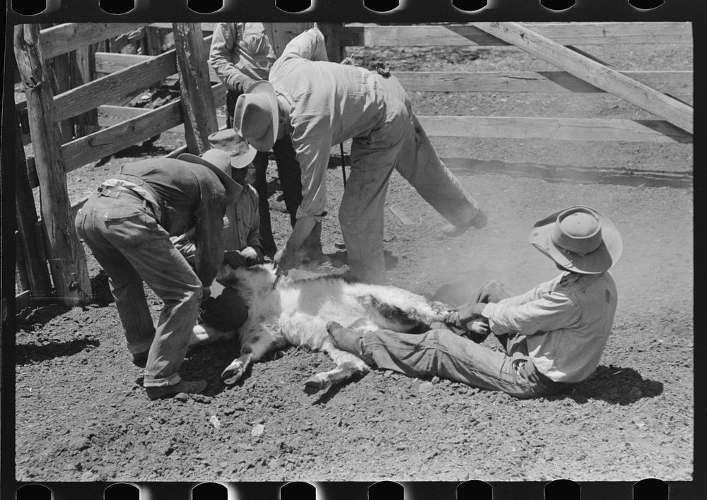 Innoculating calf leg branding operations | Free Photo - rawpixel