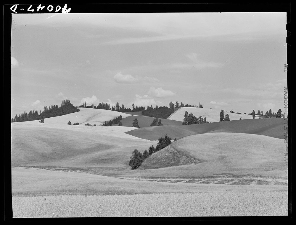 Wheat fields and summer fallow. | Free Photo - rawpixel