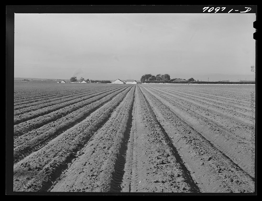 Salinas River Valley, California. Lettuce | Free Photo - rawpixel