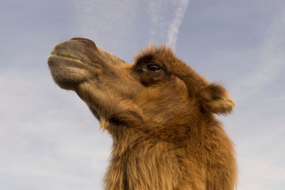 Majestic camel under blue sky | Free Photo - rawpixel