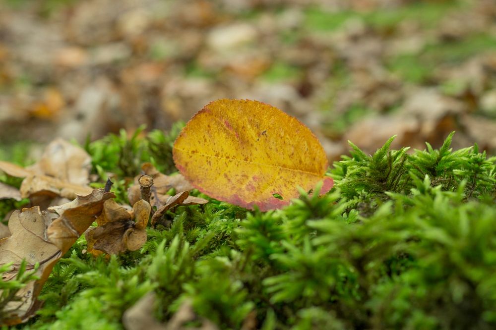 Left leaf | Free Photo - rawpixel