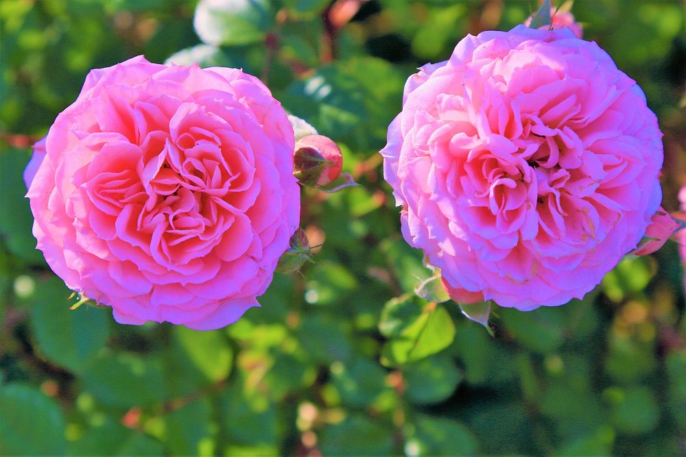 Gül 2 | Free Photo - rawpixel