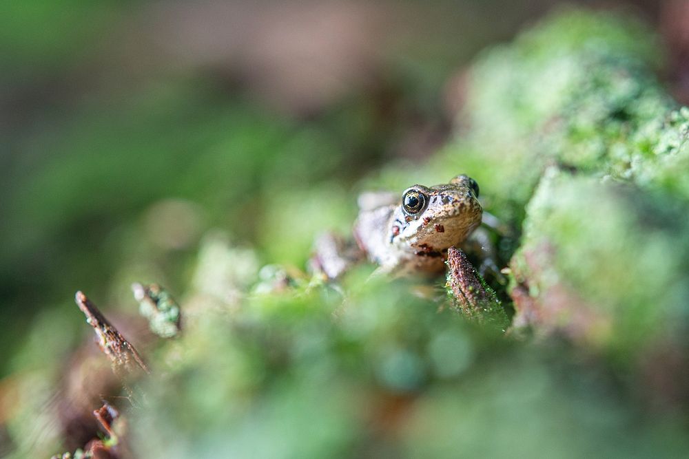 Frog macro | Free Photo - rawpixel