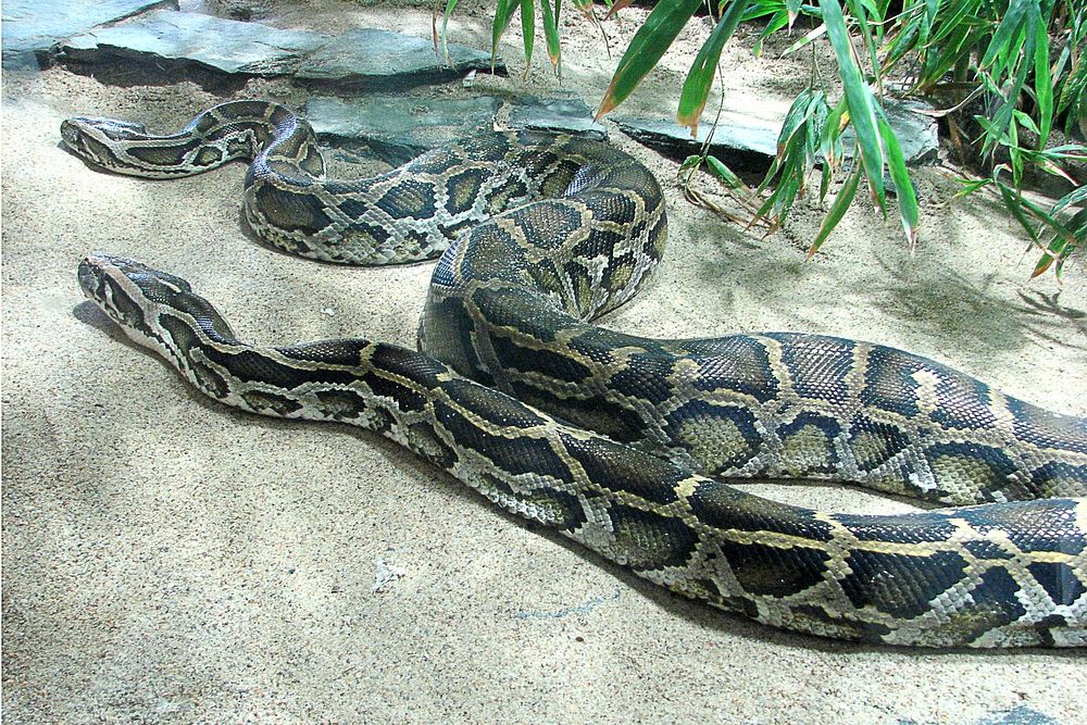 python | Free Photo - rawpixel