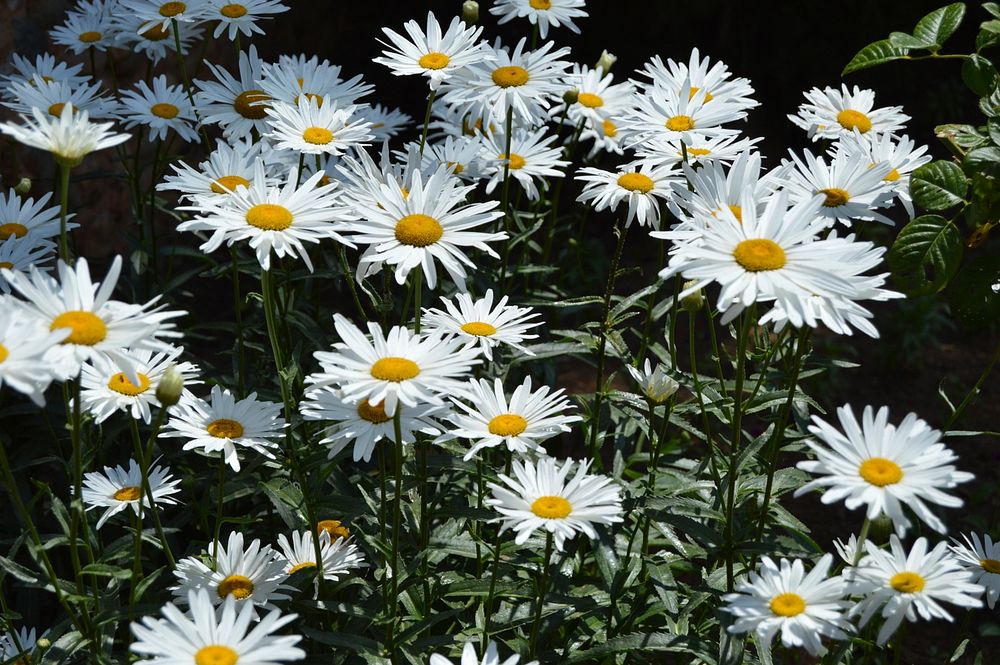 Daisy Patch | Free Photo - rawpixel