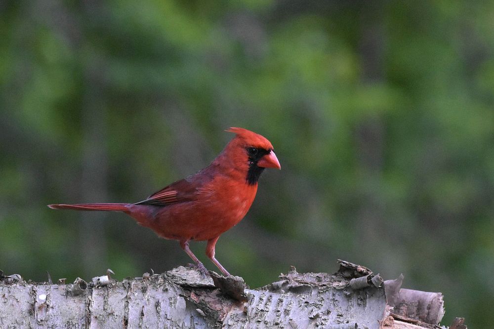 Northern Cardinal perched birch log. | Free Photo - rawpixel
