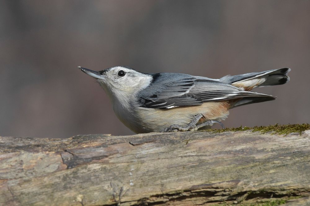 Ever elert. | Free Photo - rawpixel