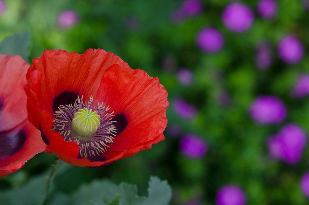 Big poppy | Free Photo - rawpixel