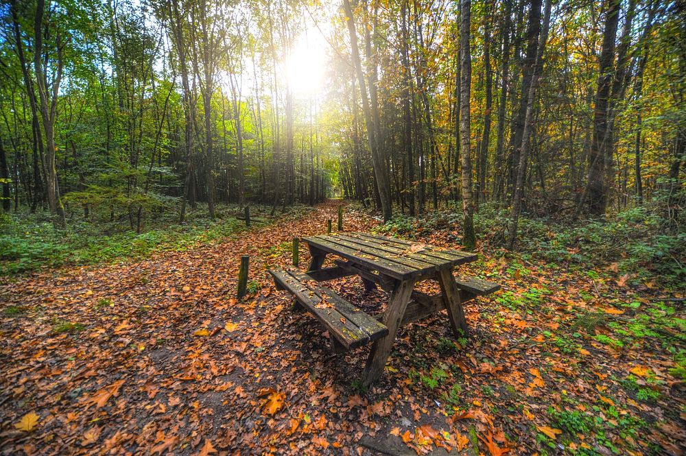 Picnic bench in the forest | Free Photo - rawpixel