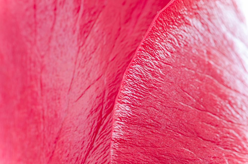 Red rose macro detail texture | Free Photo - rawpixel