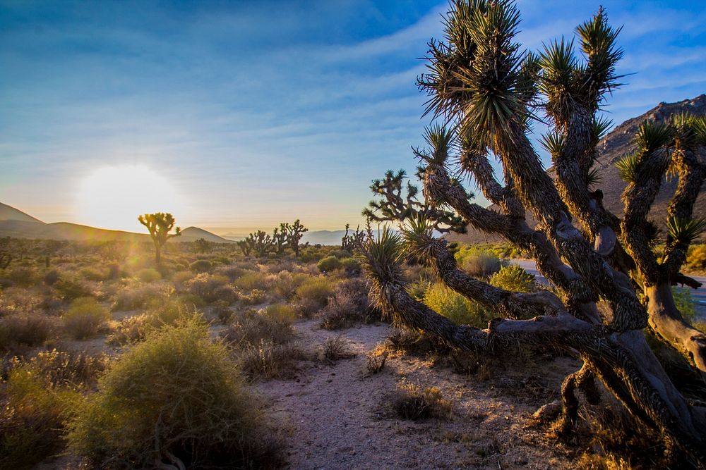 Joshua Tree | Free Photo - rawpixel