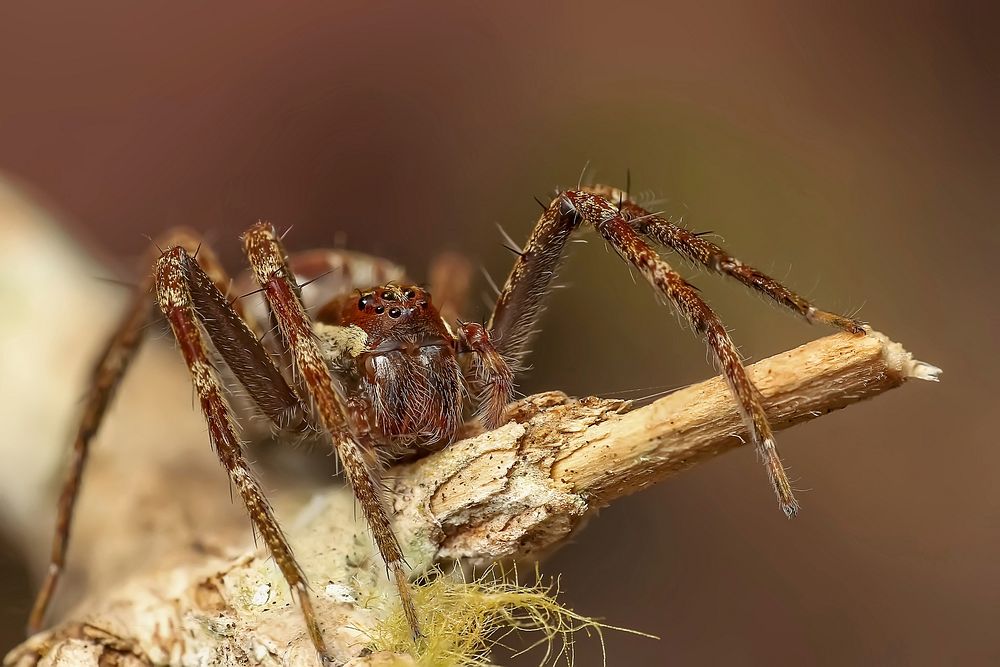 Free close spider tree image, | Free Photo - rawpixel