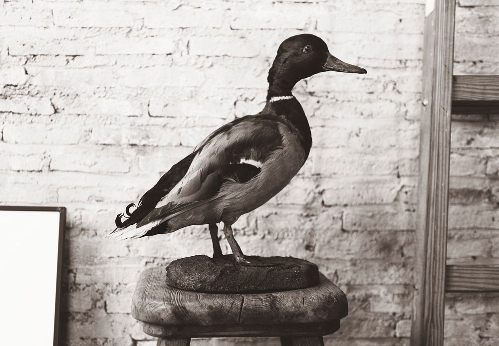Side view Mallard duck figure | Free Photo - rawpixel