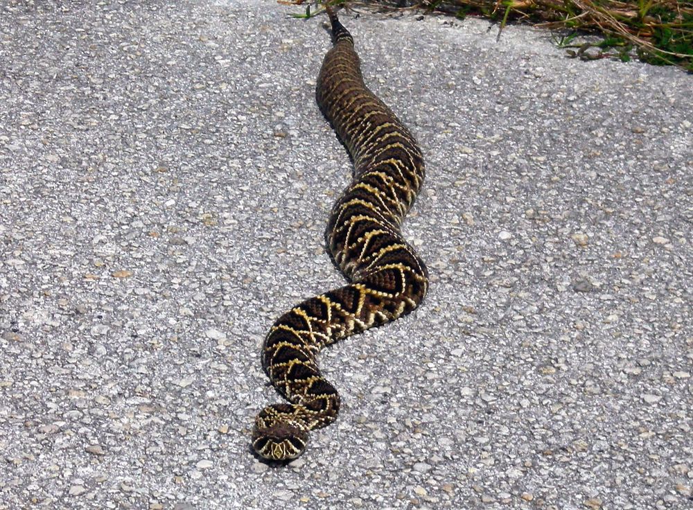 This diamondback rattlesnake lies across the road | Free Photo - rawpixel