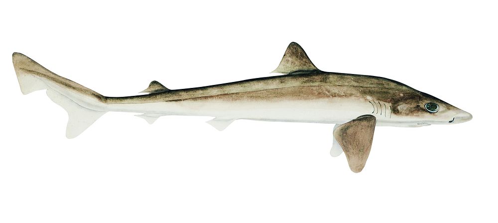 Antique drawing watercolor fish Requiem | Premium PSD - rawpixel