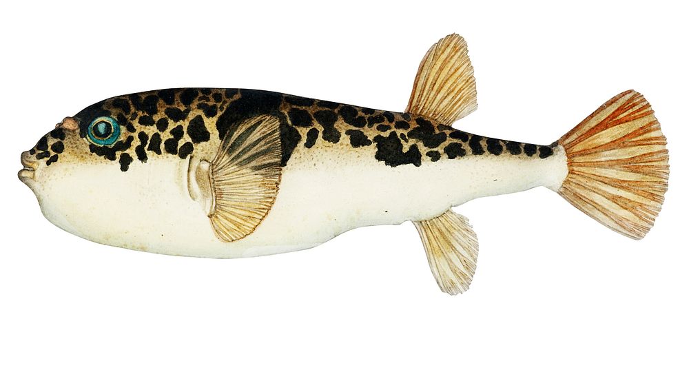 Antique drawing watercolor common Pufferfish | Premium PSD - rawpixel
