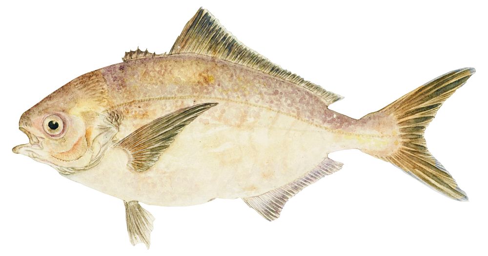 Antique fish seriolella punctata silver | Premium PSD - rawpixel