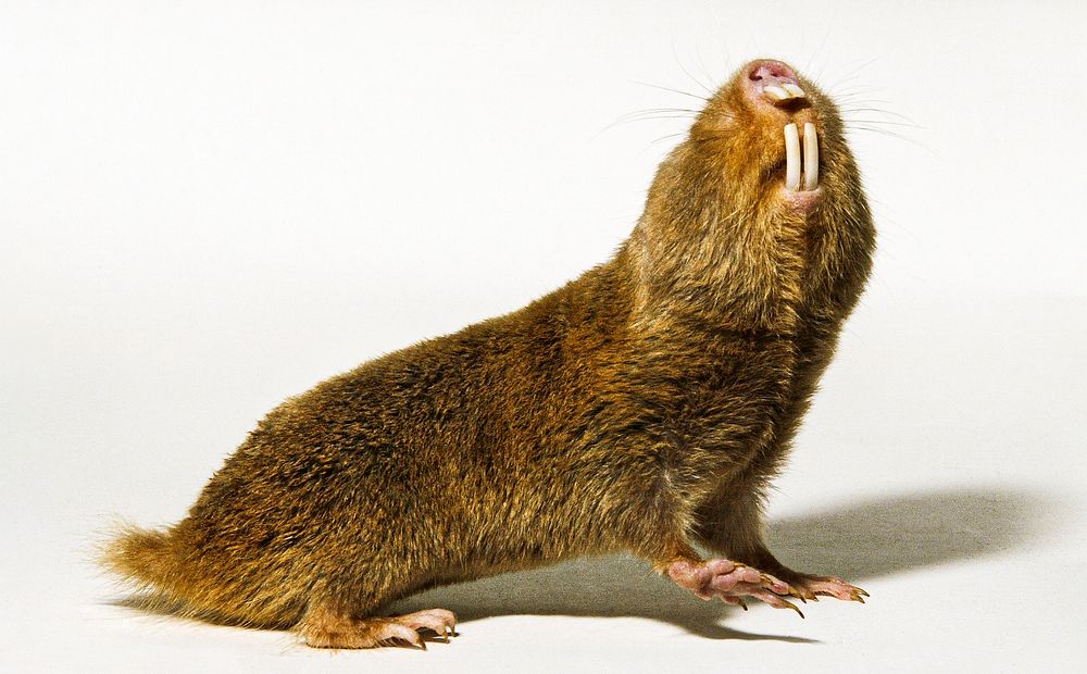 Damaraland Mole-rat (2002) Jessie Cohen | Free Photo - rawpixel