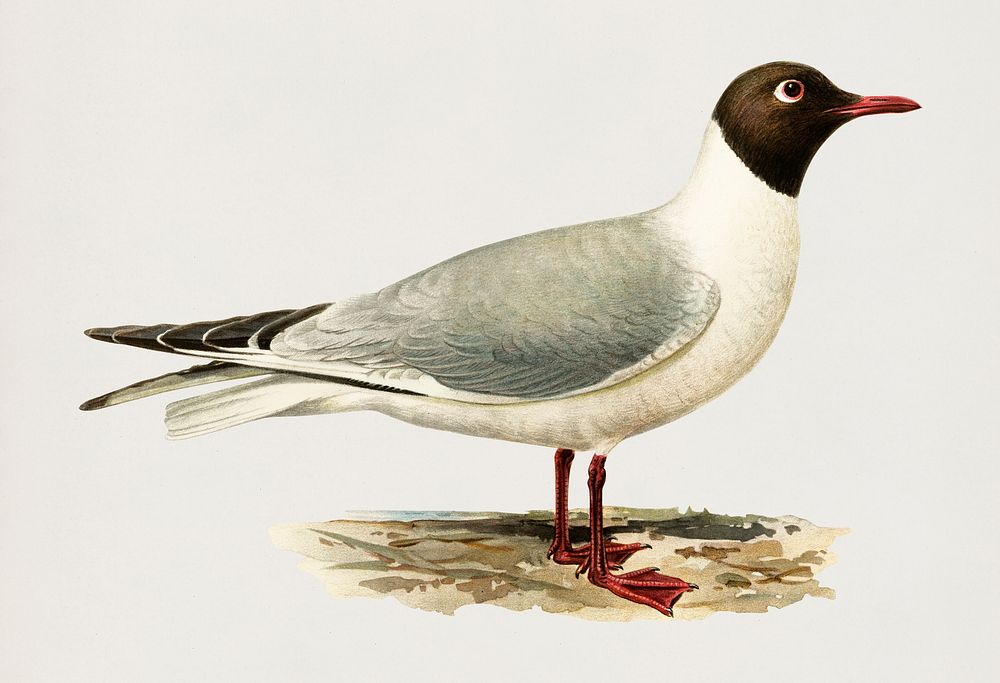 Black-headed gull ♂ (Larus ridibundus) | Premium PSD - rawpixel