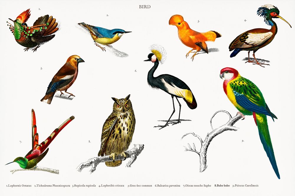Different types of birds illustrated | Premium PSD - rawpixel