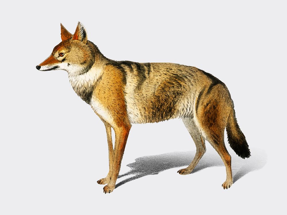Golden Jackal (Canis Aureus) illustrated | Premium Vector Illustration ...