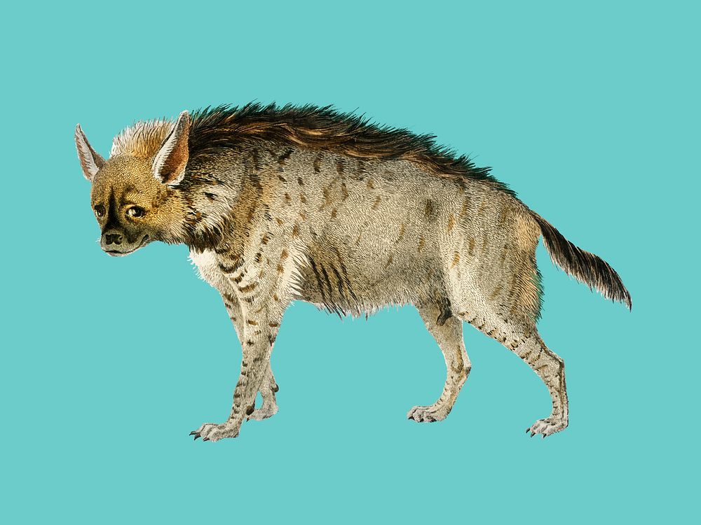 Striped hyena (Hyene rayee) illustrated | Premium Vector Illustration ...